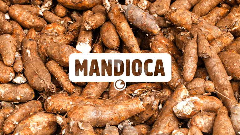 Mandioca: benefícios para a saúde e como consumir