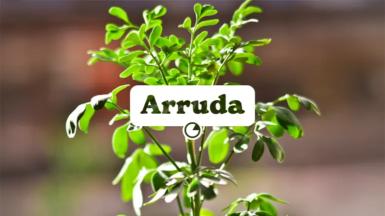 Arruda: benefícios, para que serve e como consumir