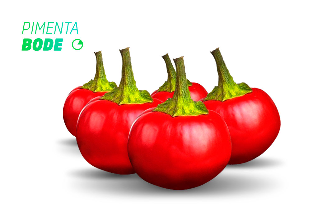 Pimenta: variedades, benefícios e receitas deliciosas