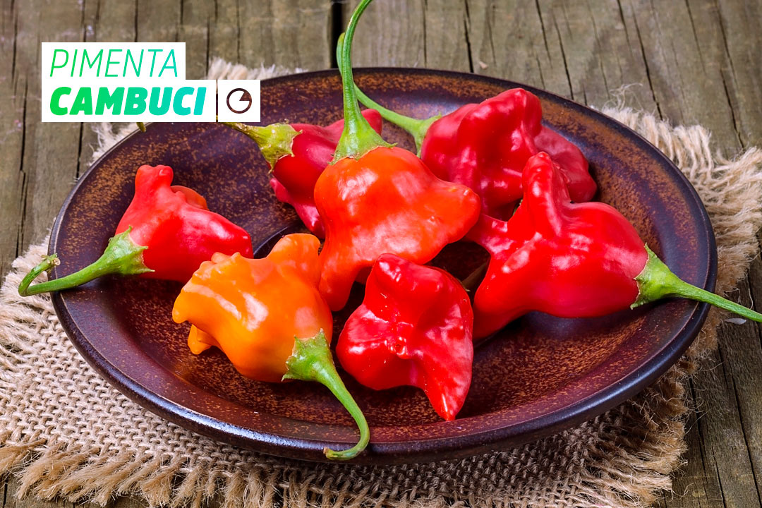 Pimenta: variedades, benefícios e receitas deliciosas. - Farfit ...